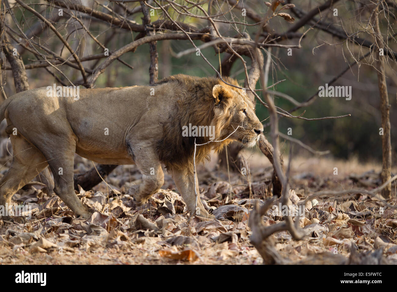 Asiatic Lions (Panthera leo persica) at Gir forest, Gujarat, India ...