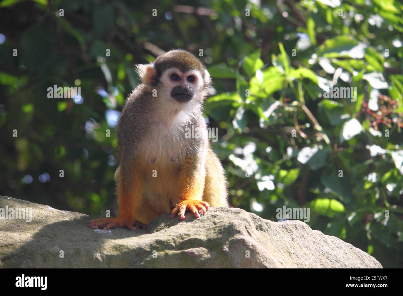 Titi monkey hi-res stock photography and images - Alamy