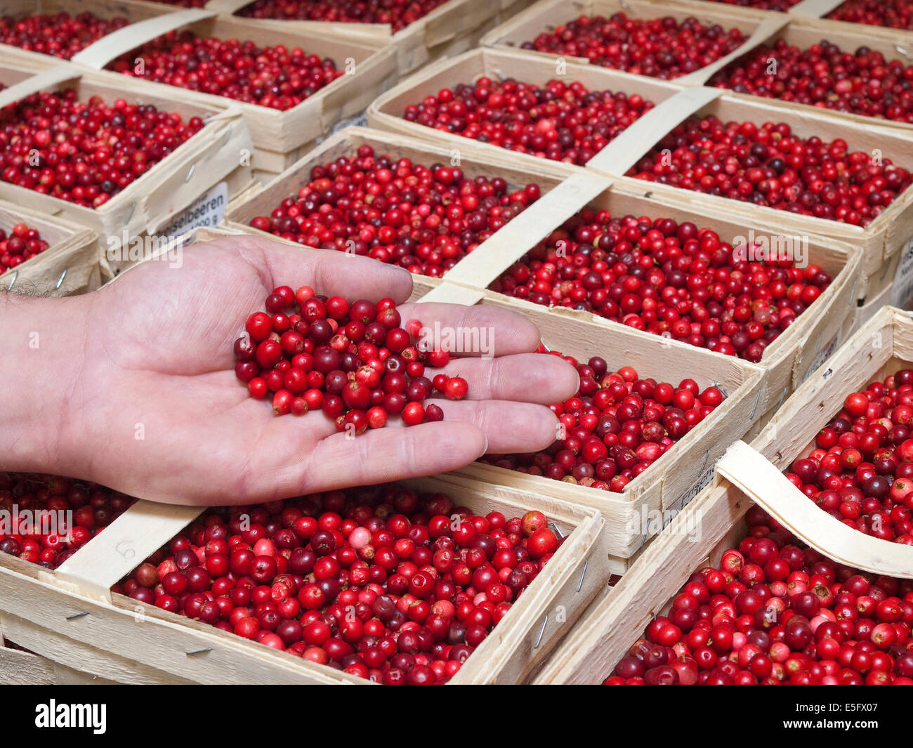 Cowberries hi-res stock photography and images - Alamy