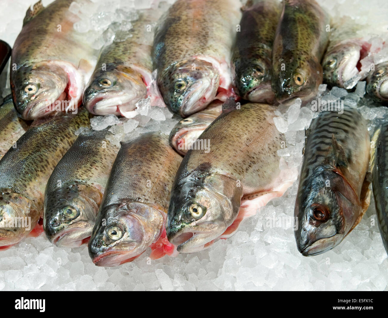 Trout from above hi-res stock photography and images - Alamy