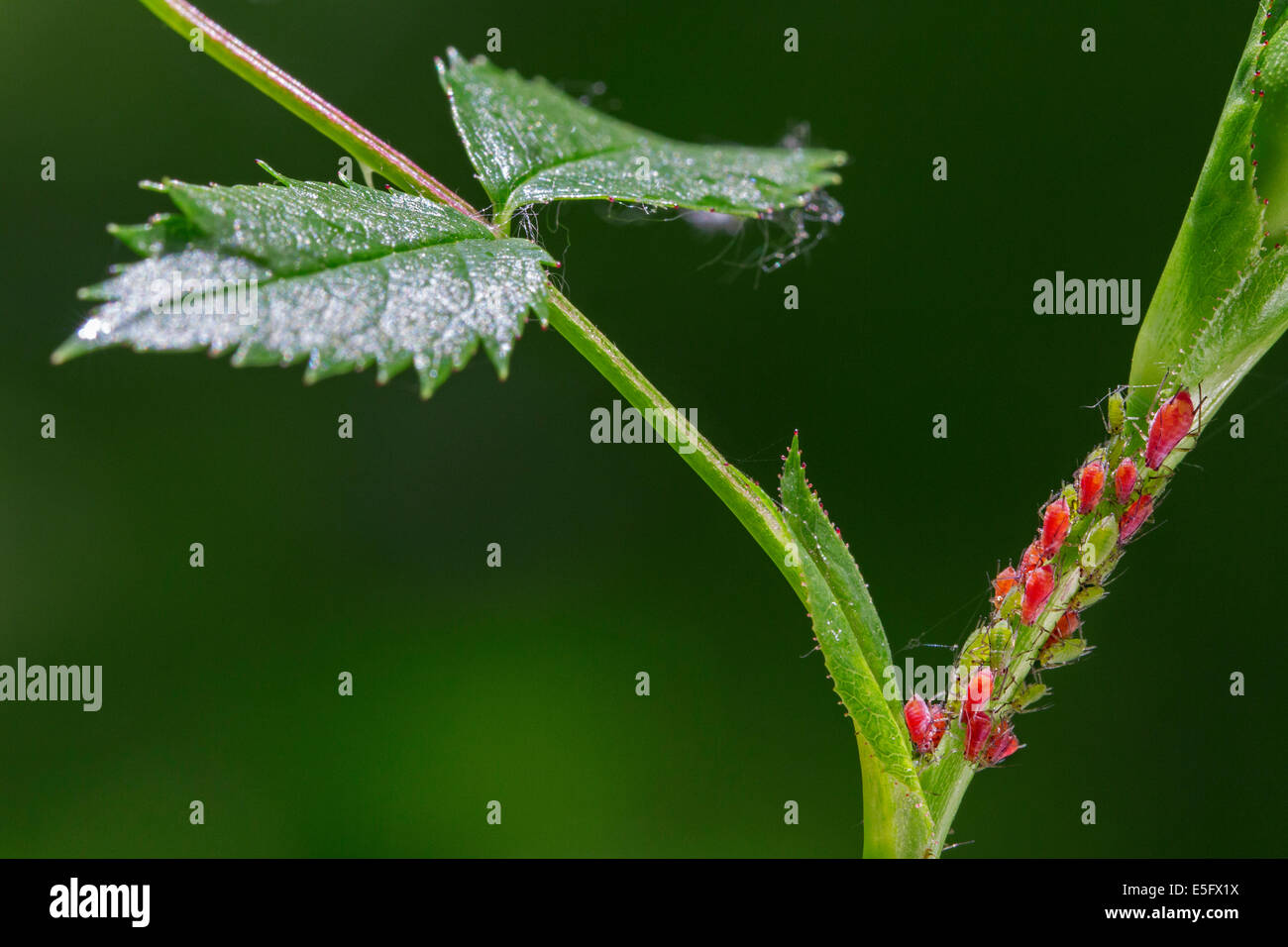Aphid aphidoidea aphids on stem hi-res stock photography and images - Alamy