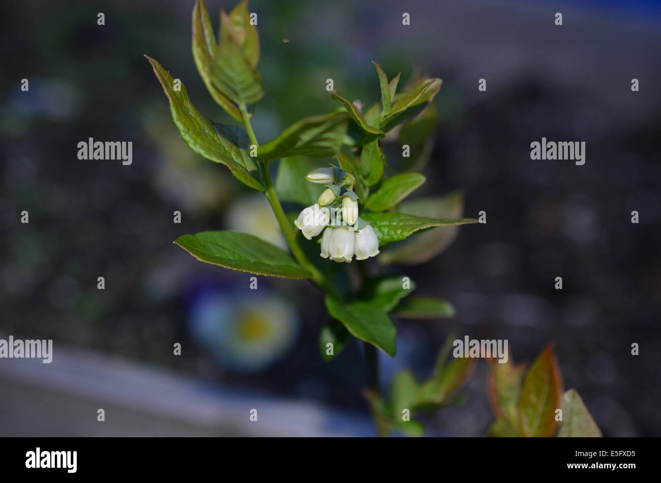 blueberry blossom on blueberry hill in twilight Stock Photo - Alamy