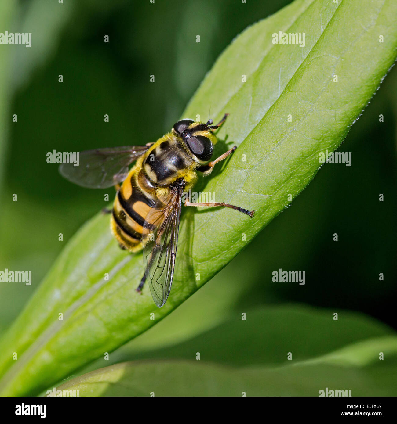 Dead head hi-res stock photography and images - Alamy