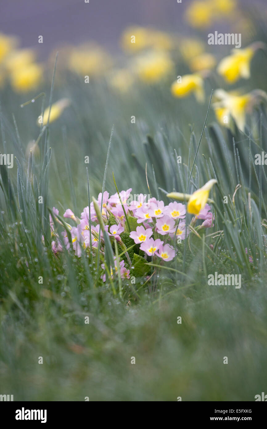 Primula 'Supernova Pink' Primrose Stock Photo - Alamy