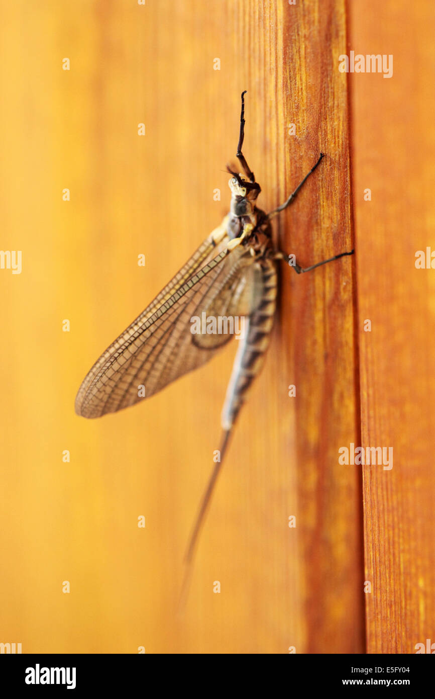 A mayfly on a wood-panelled wall in Missinipe, Saskatchewan, Canada ...
