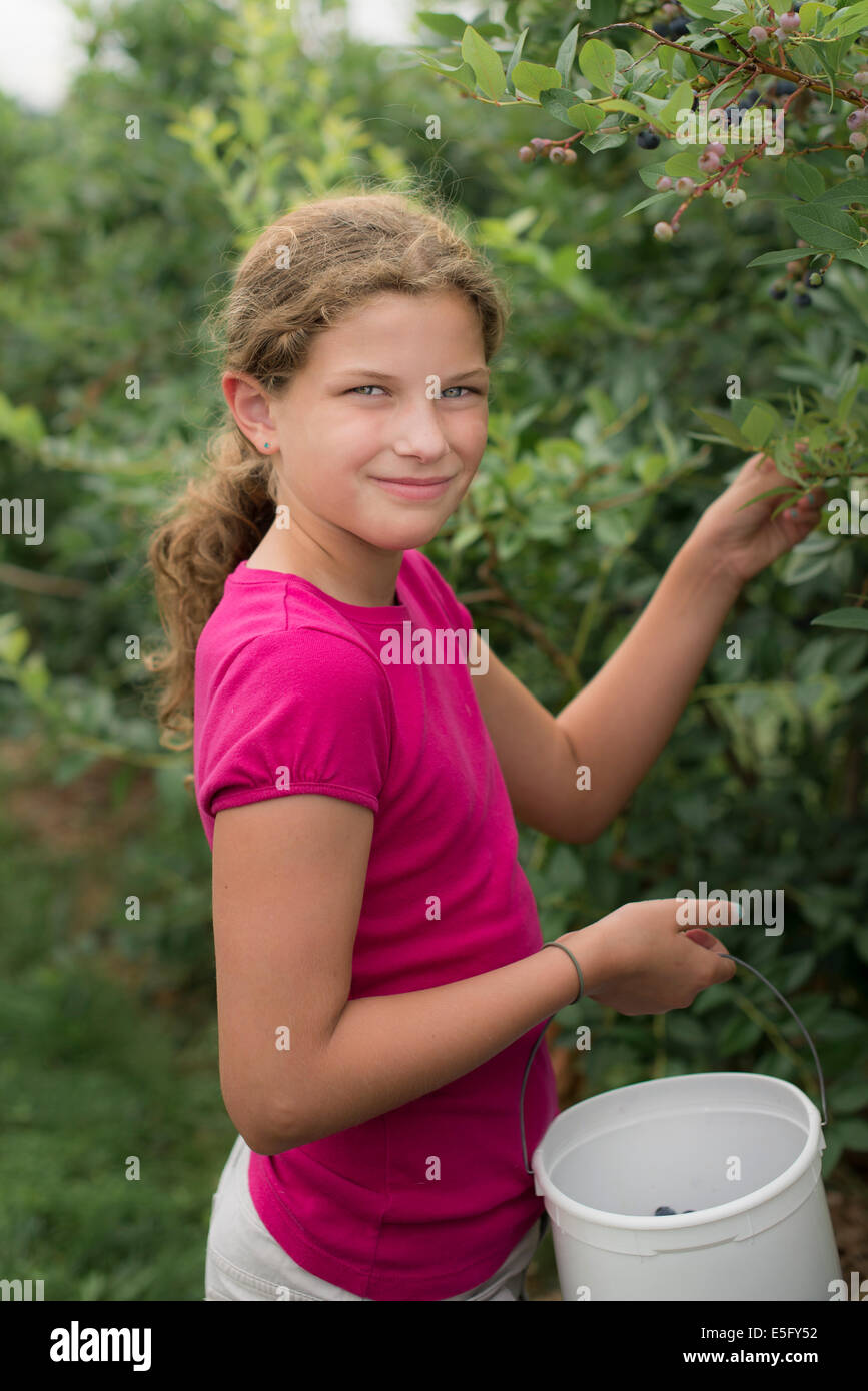 Girl picking berries in on orchard Stock Photo - Alamy