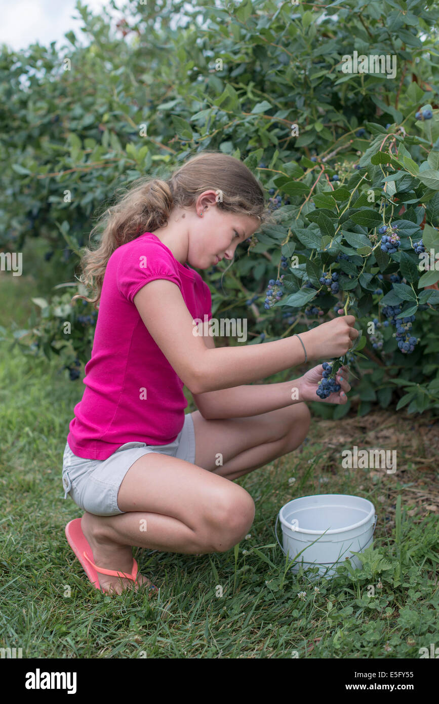 Berry picking blue hi-res stock photography and images - Alamy