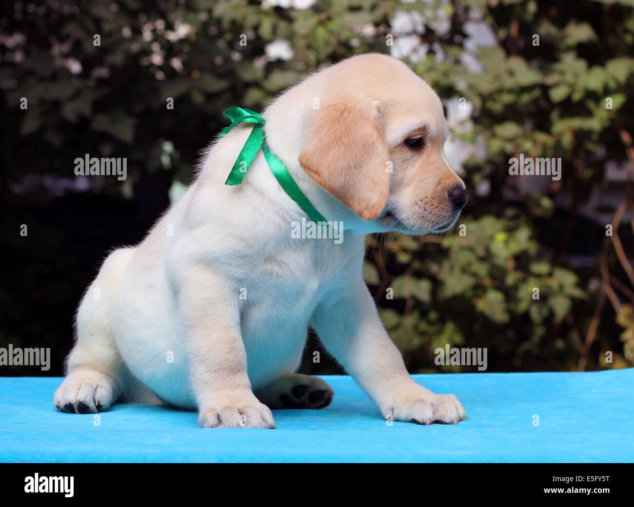 happy yellow labrador puppy sitting on blue background Stock Photo - Alamy