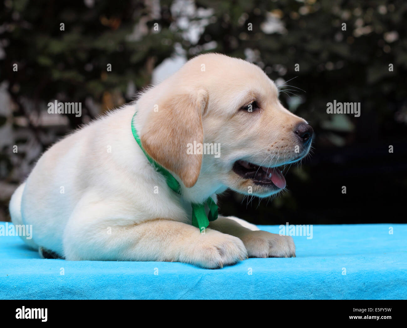 happy yellow labrador puppy laying on blue background Stock Photo - Alamy