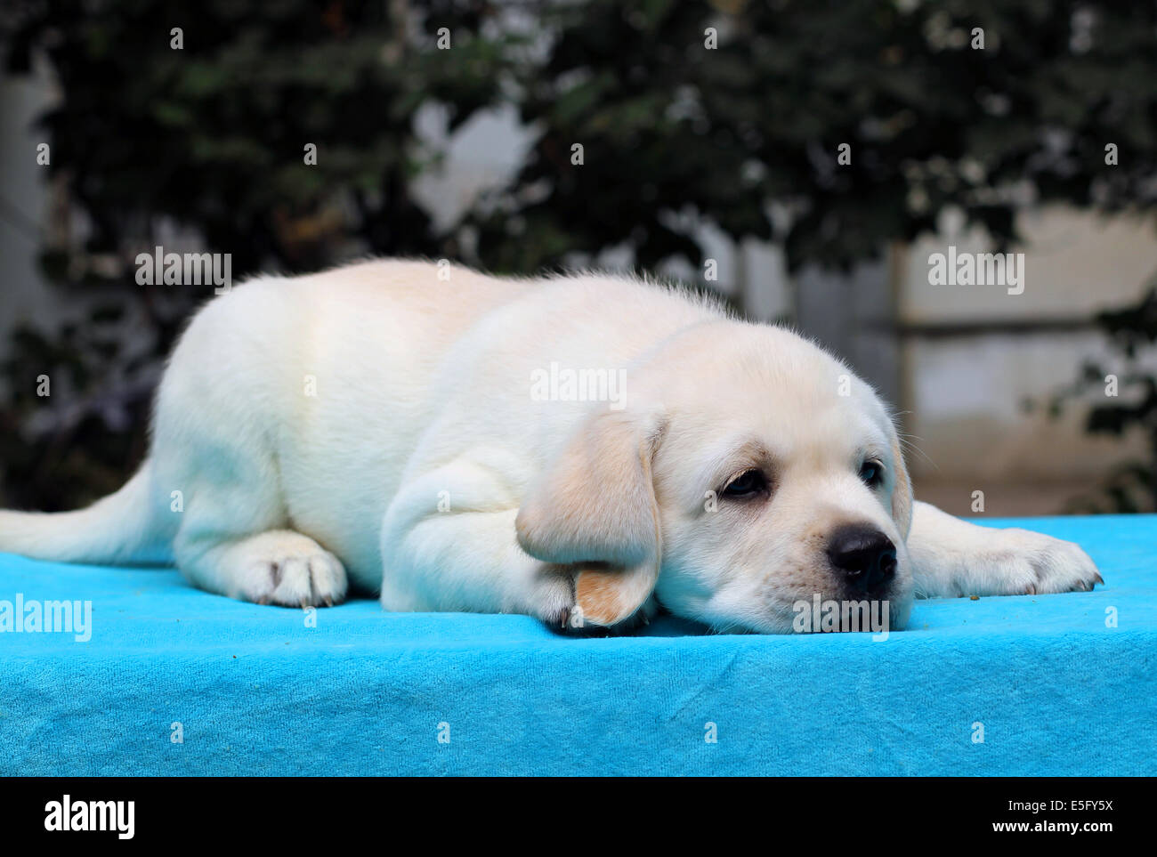 happy yellow labrador puppy laying on blue Stock Photo - Alamy