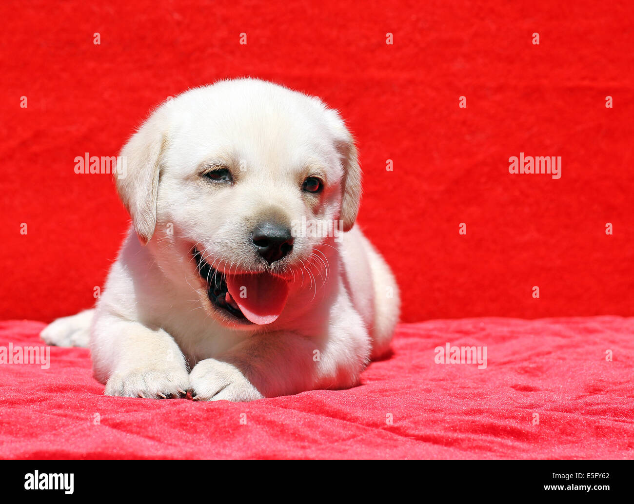 nice happy yellow labrador puppy laying on red Stock Photo - Alamy