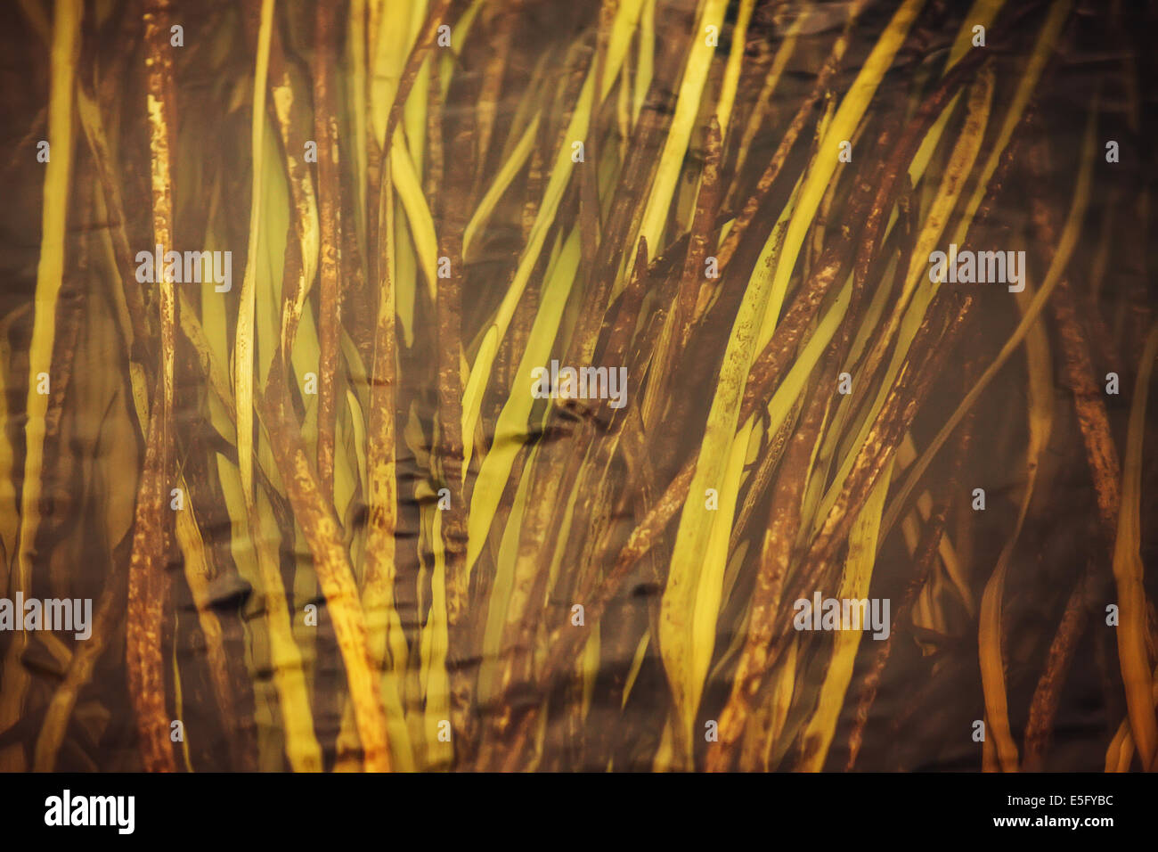 Green algae in water hi-res stock photography and images - Alamy