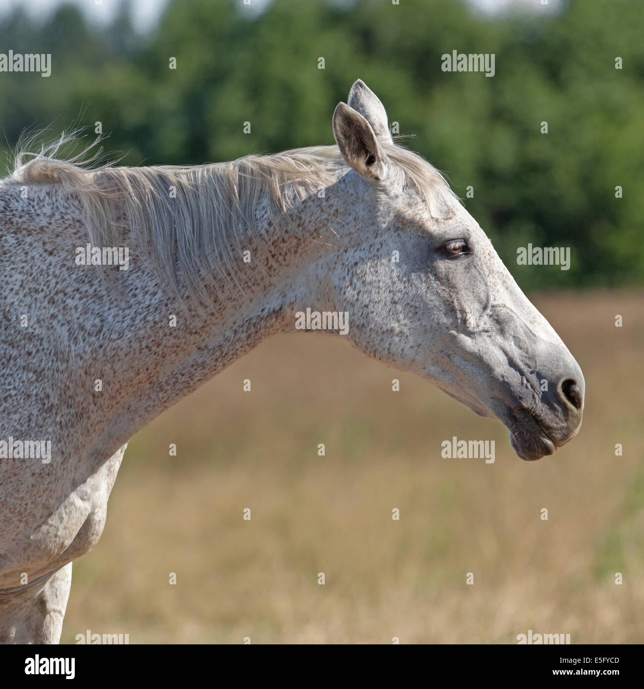 Akhal teke horse portrait hi-res stock photography and images - Alamy