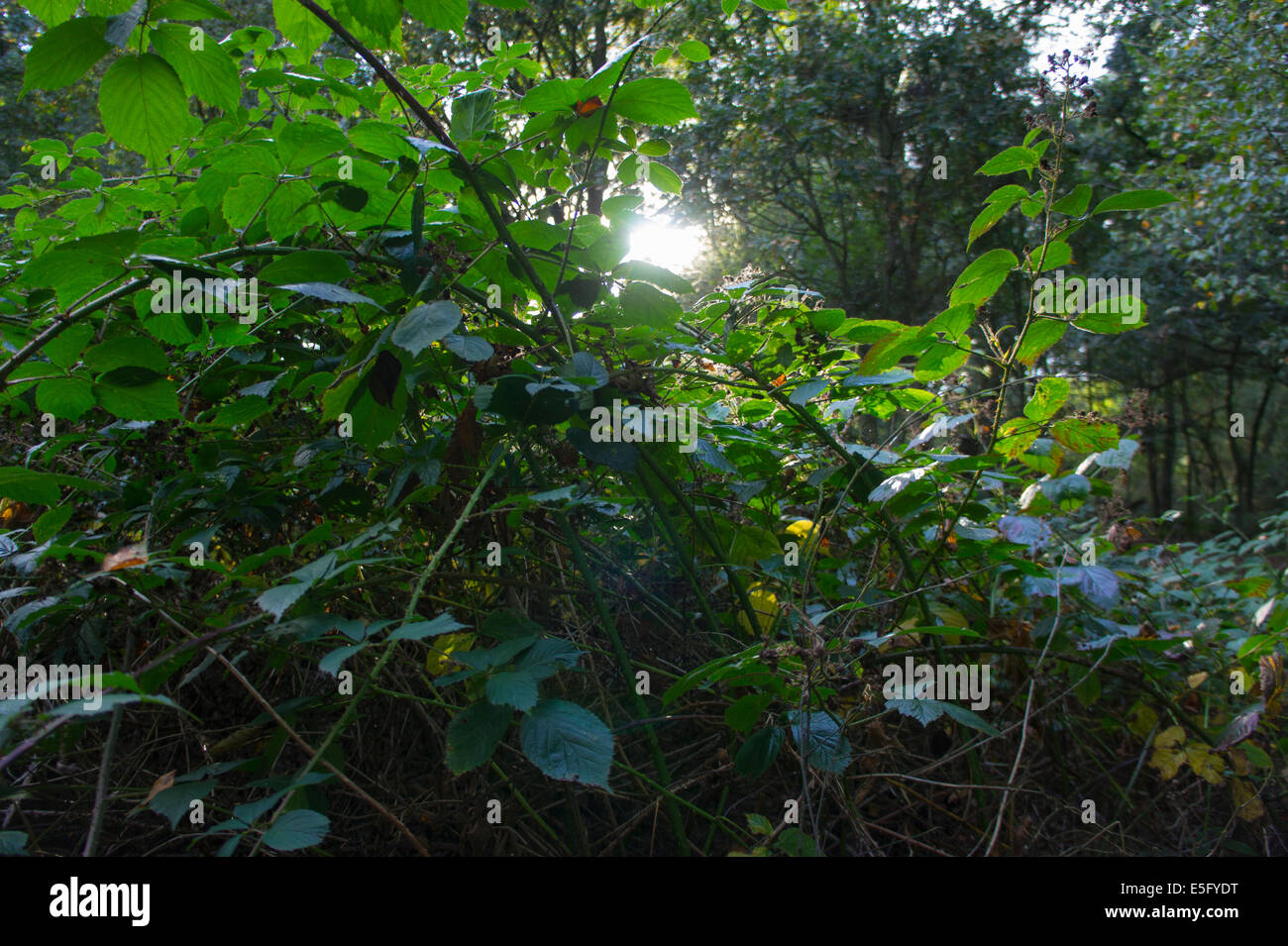 Dry thorn forest hi-res stock photography and images - Alamy