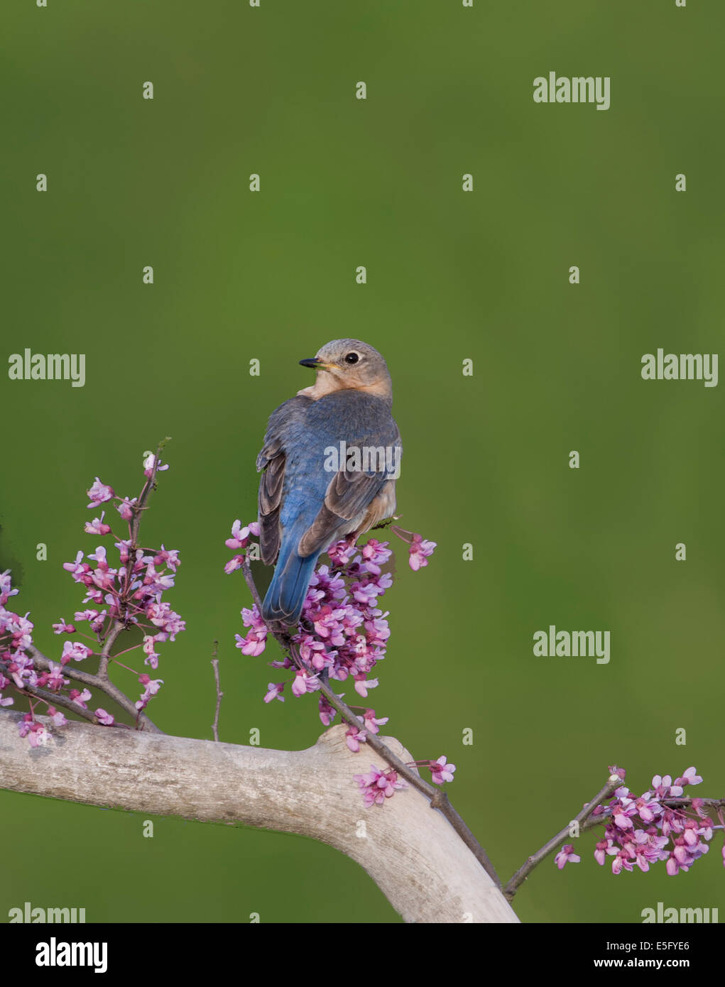 Bluebird and flowers hi-res stock photography and images - Alamy
