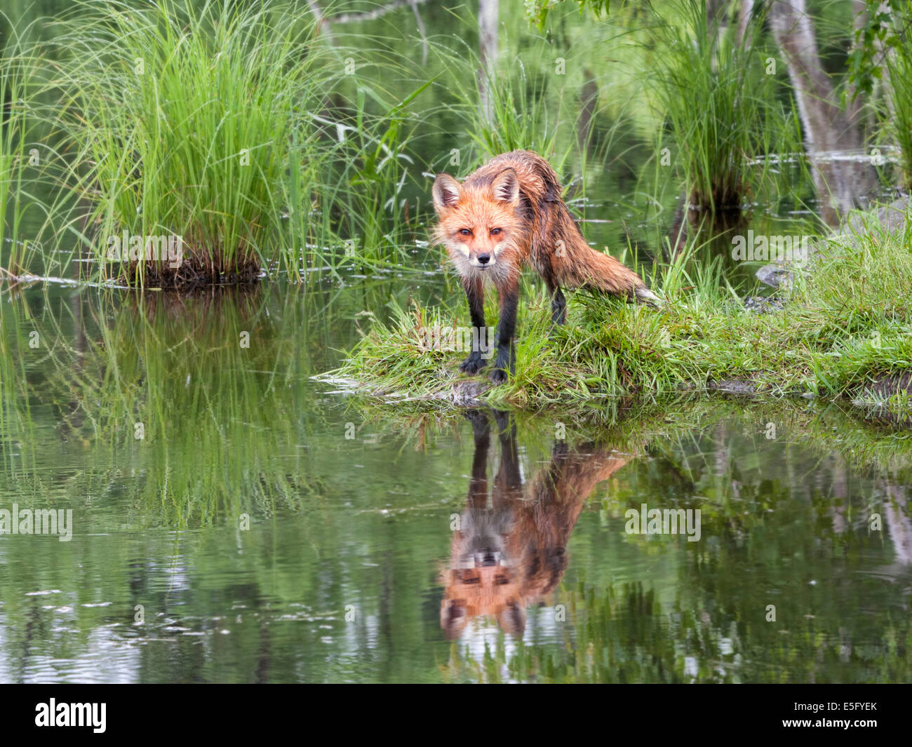 Red fox with reflection standing by a lake with beautiful green ...