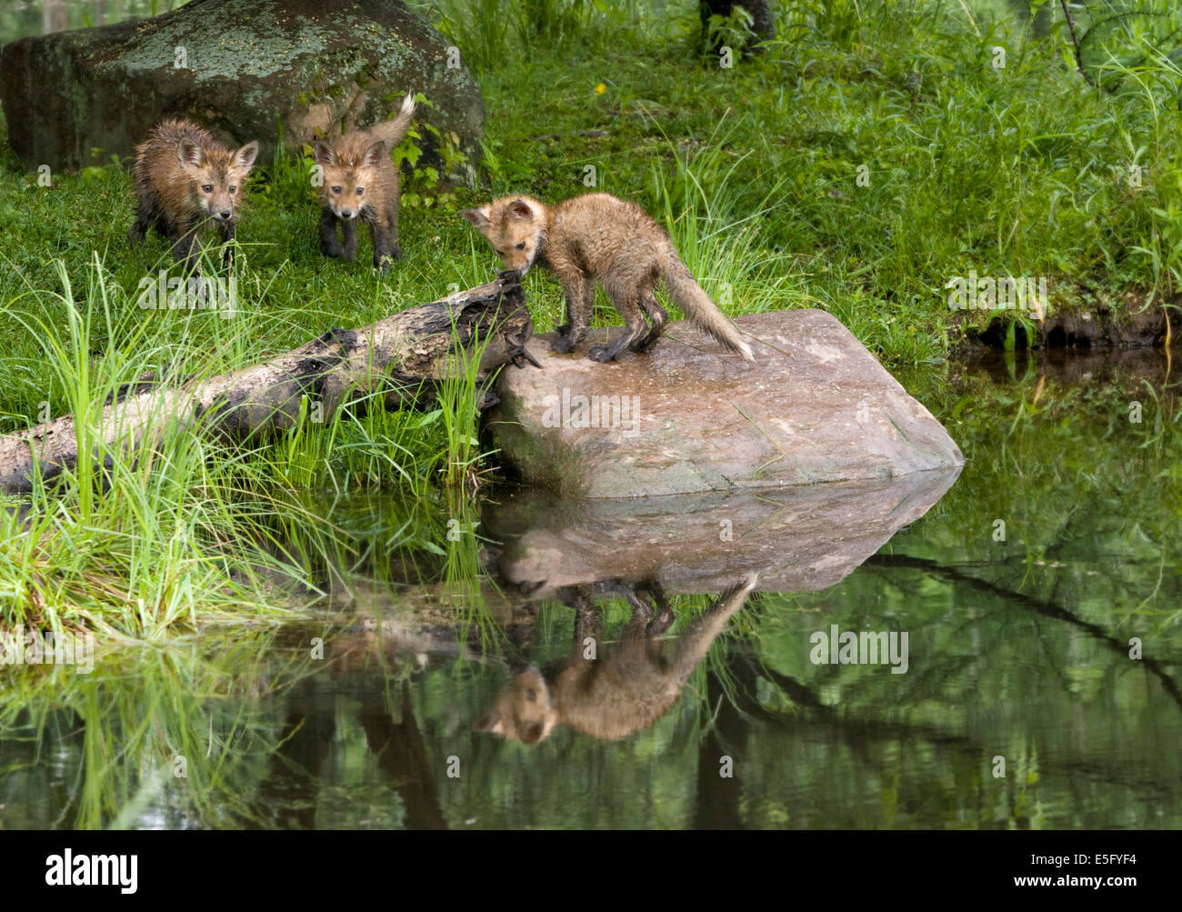 Red fox pups playing hi-res stock photography and images - Alamy