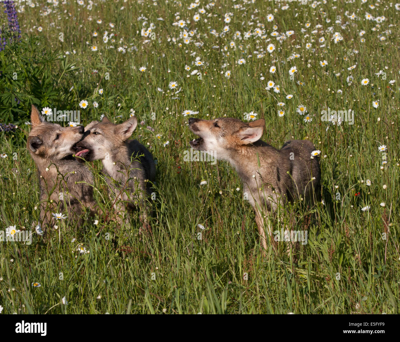 Wolf Puppy Howling with siblings playing nearby Stock Photo - Alamy