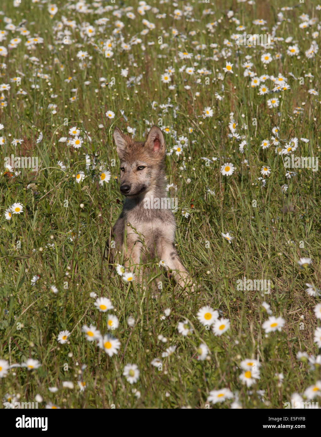 Wolf Puppy in a Field of Daisies Stock Photo - Alamy