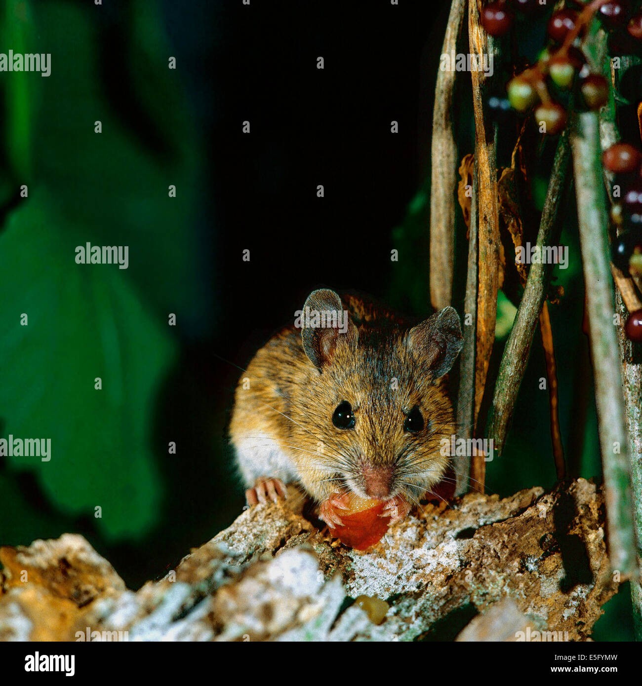 Field mouse hi-res stock photography and images - Alamy