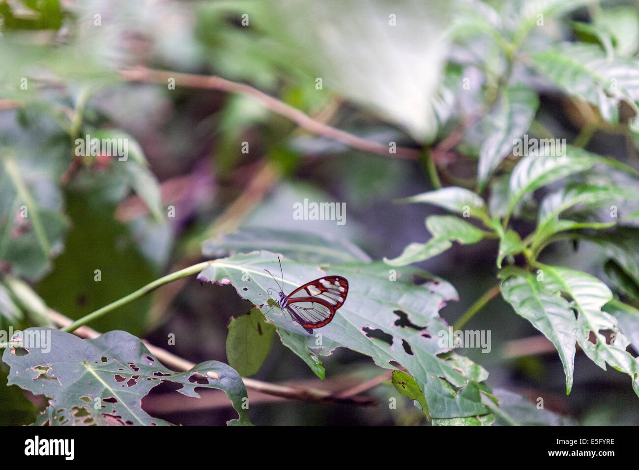 The Glasswinged butterfly (Greta oto) is a brush-footed butterfly, and ...