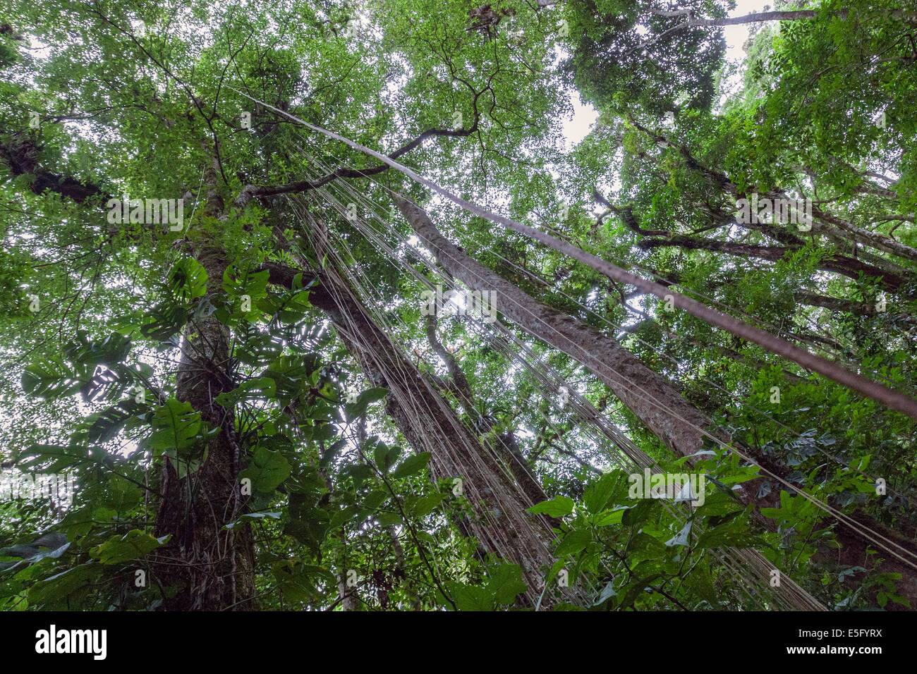 Liana tangle across a forest trees near Hotel Finca Lerida Coffee ...