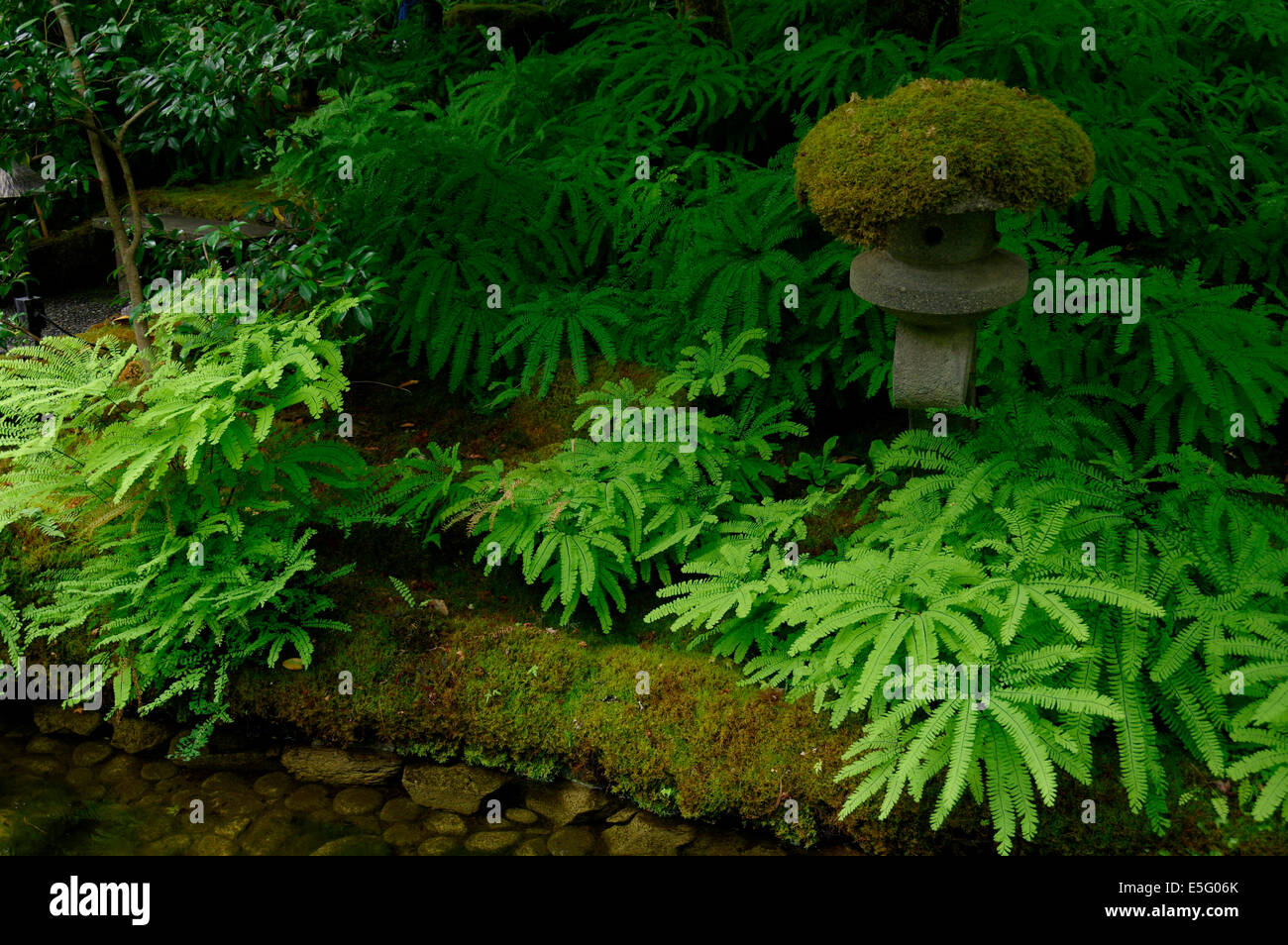 Angel Fern Pond Stock Photo - Alamy