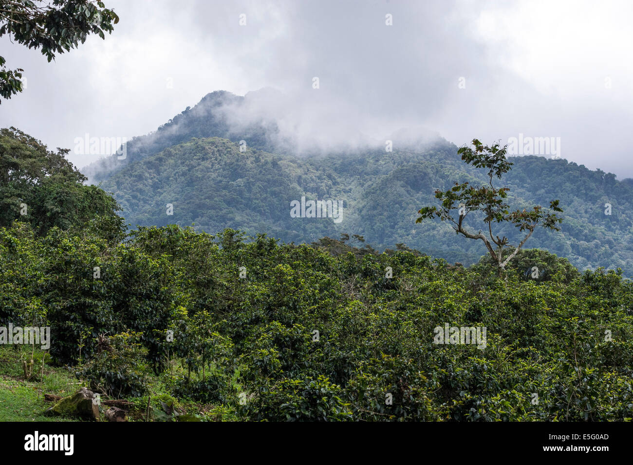 forest near Hotel Finca Lerida Coffee Plantation and Boutique Hotel ...