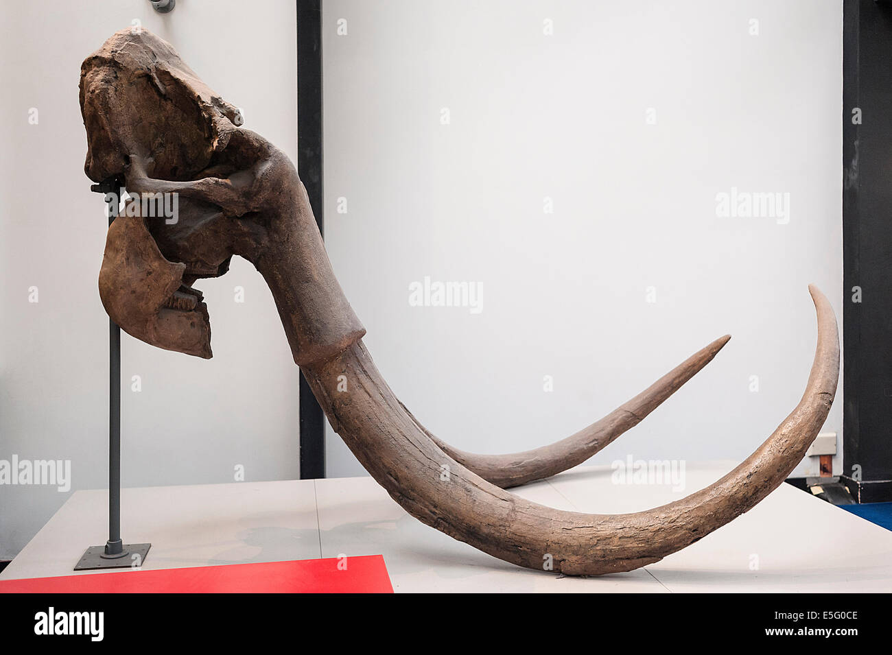 Skeleton of extinct mammal giant ground sloth Megatherium americanum ...