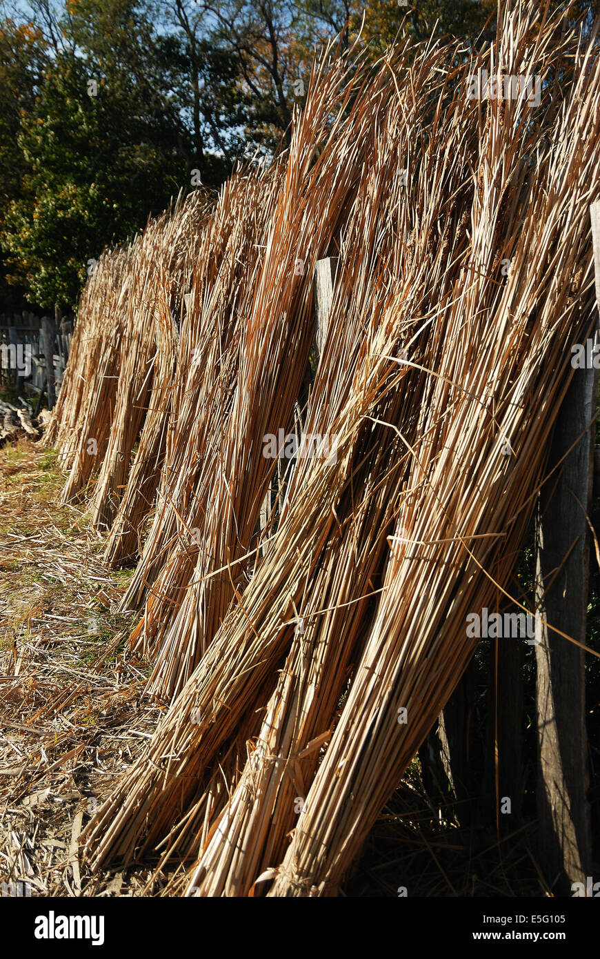 Bound reeds hi-res stock photography and images - Alamy