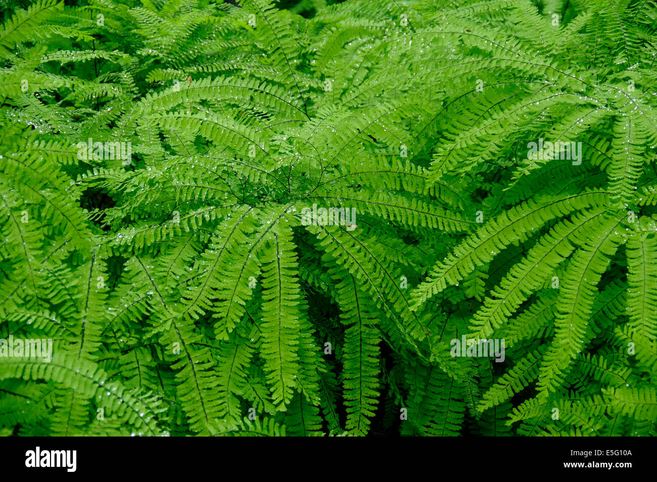 Angel Ferns in the Forest Stock Photo - Alamy