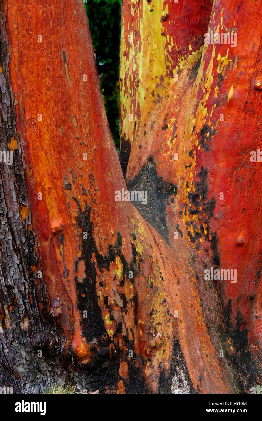Red bark tree hi-res stock photography and images - Alamy