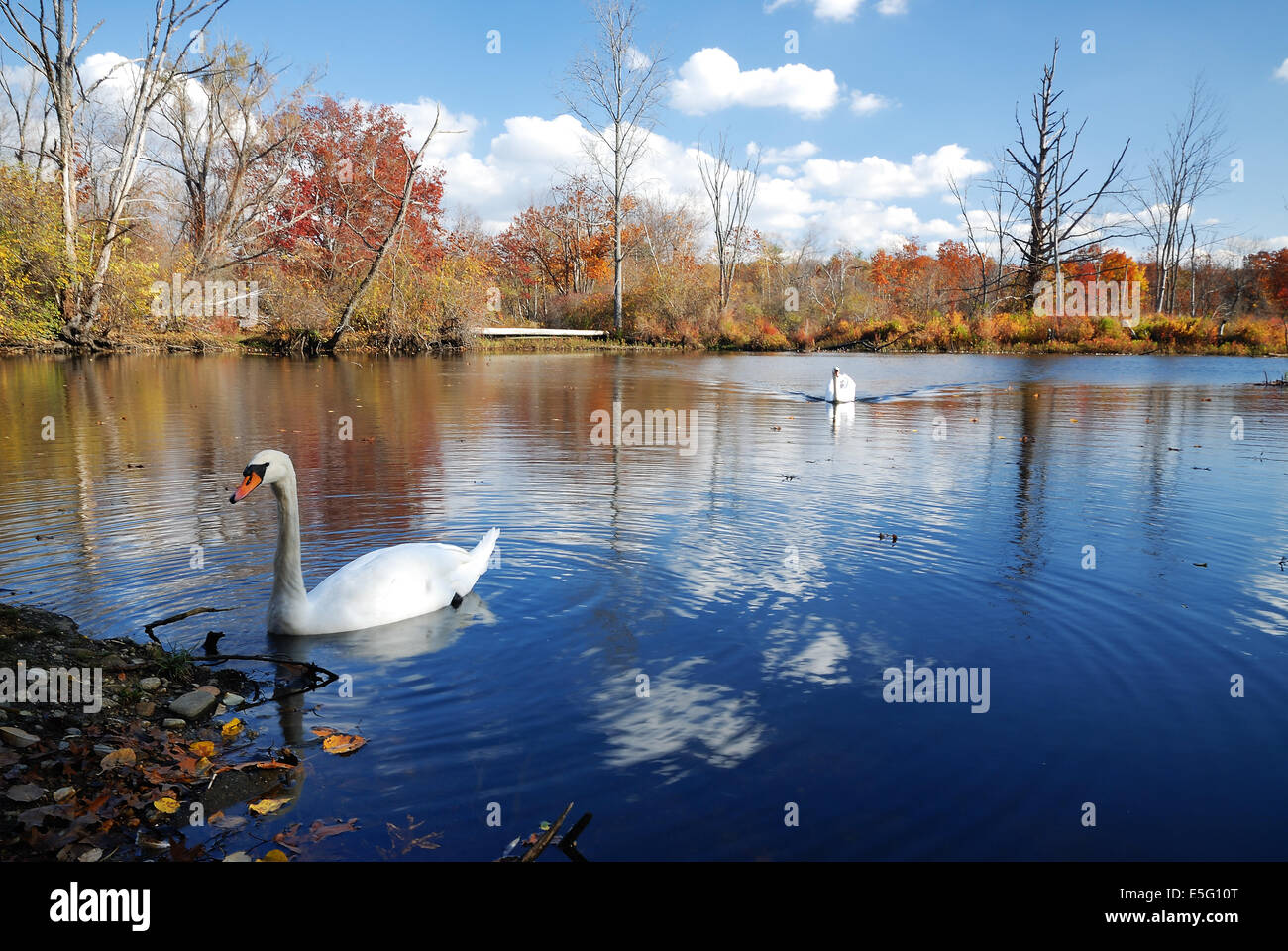 Swimming swans on fall hi-res stock photography and images - Alamy