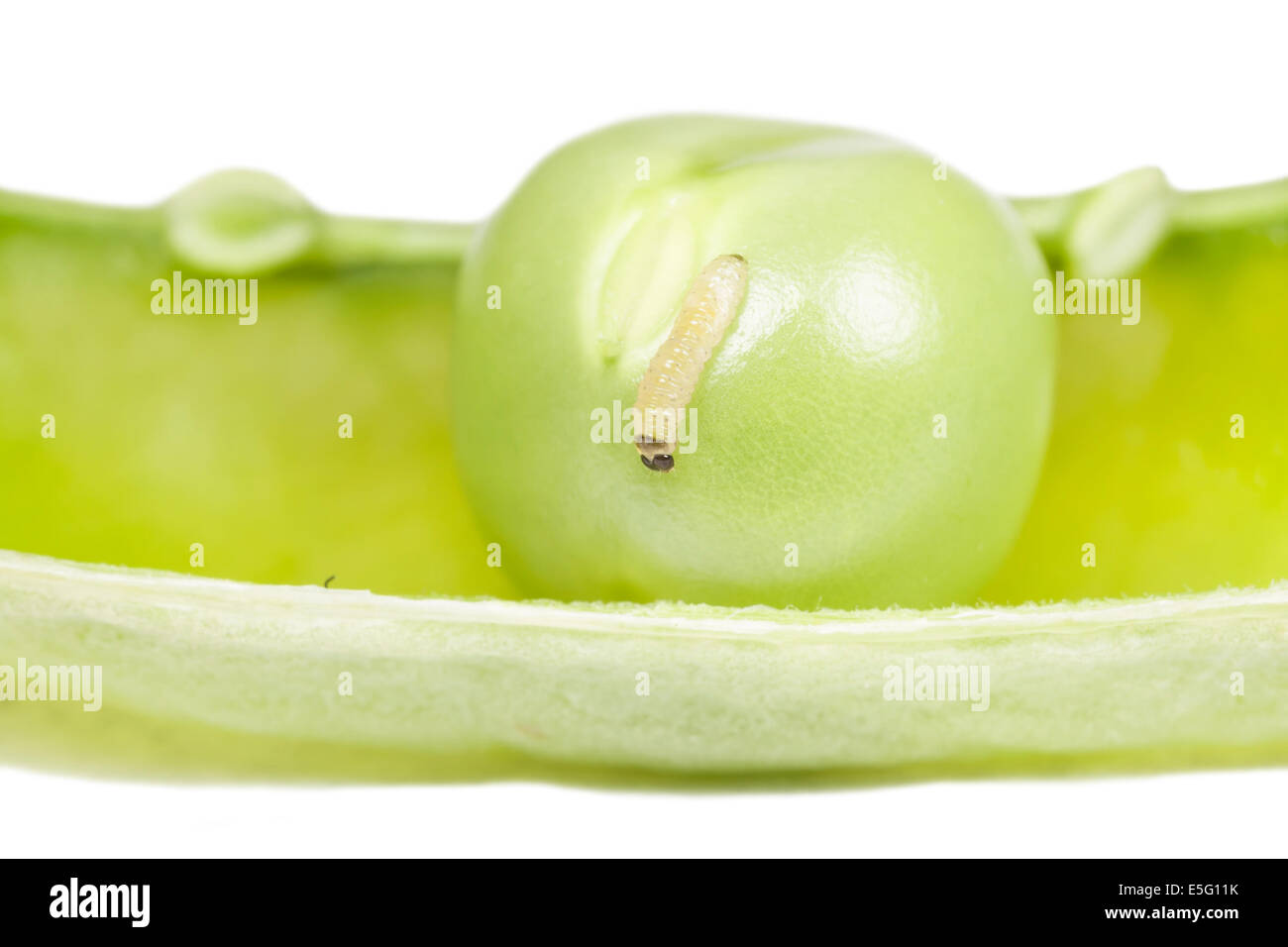 Worm on a green peas in the pod isolated to white background Stock ...