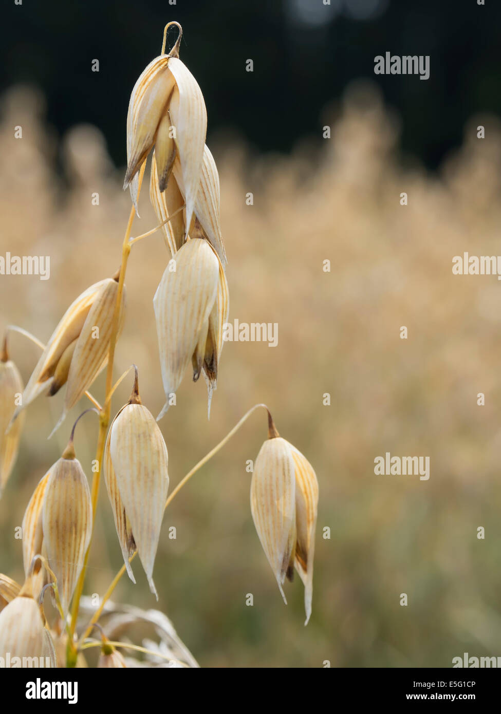 Close up of golden oat plants Stock Photo - Alamy