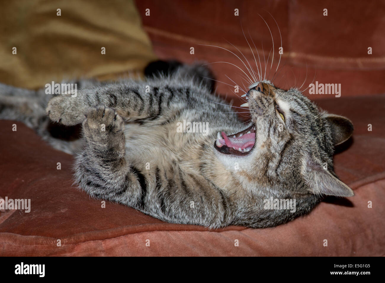 cat on sofa sleeping looking agressive Stock Photo - Alamy