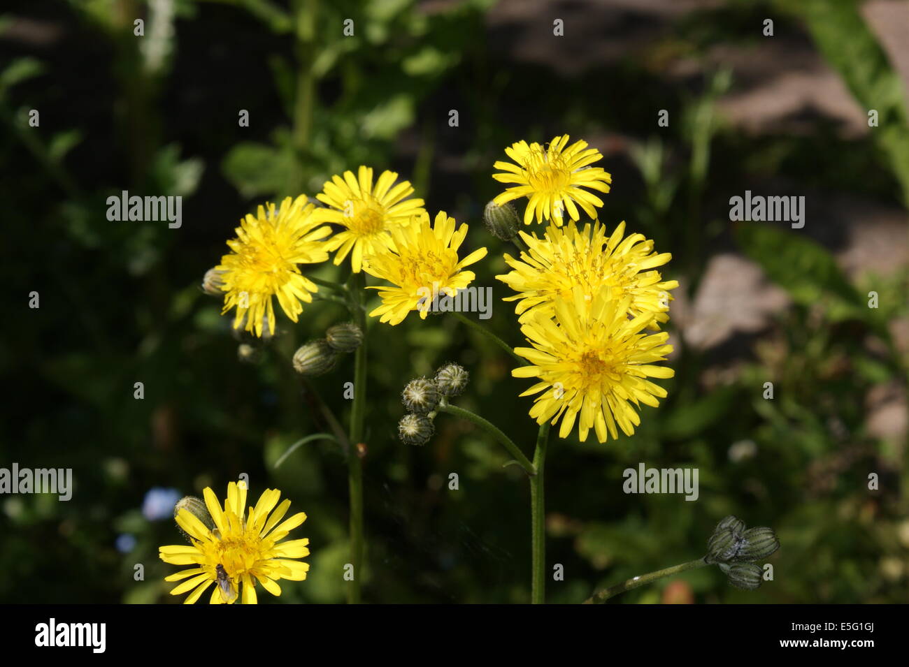 Nipplewort Lapsana communis Stock Photo - Alamy