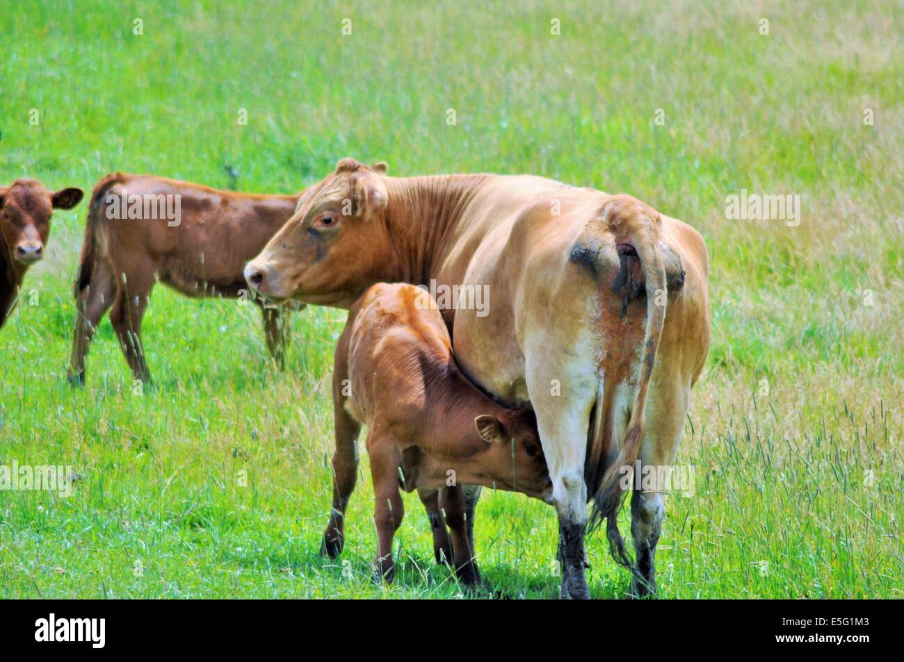 Mom and baby cows hi-res stock photography and images - Alamy