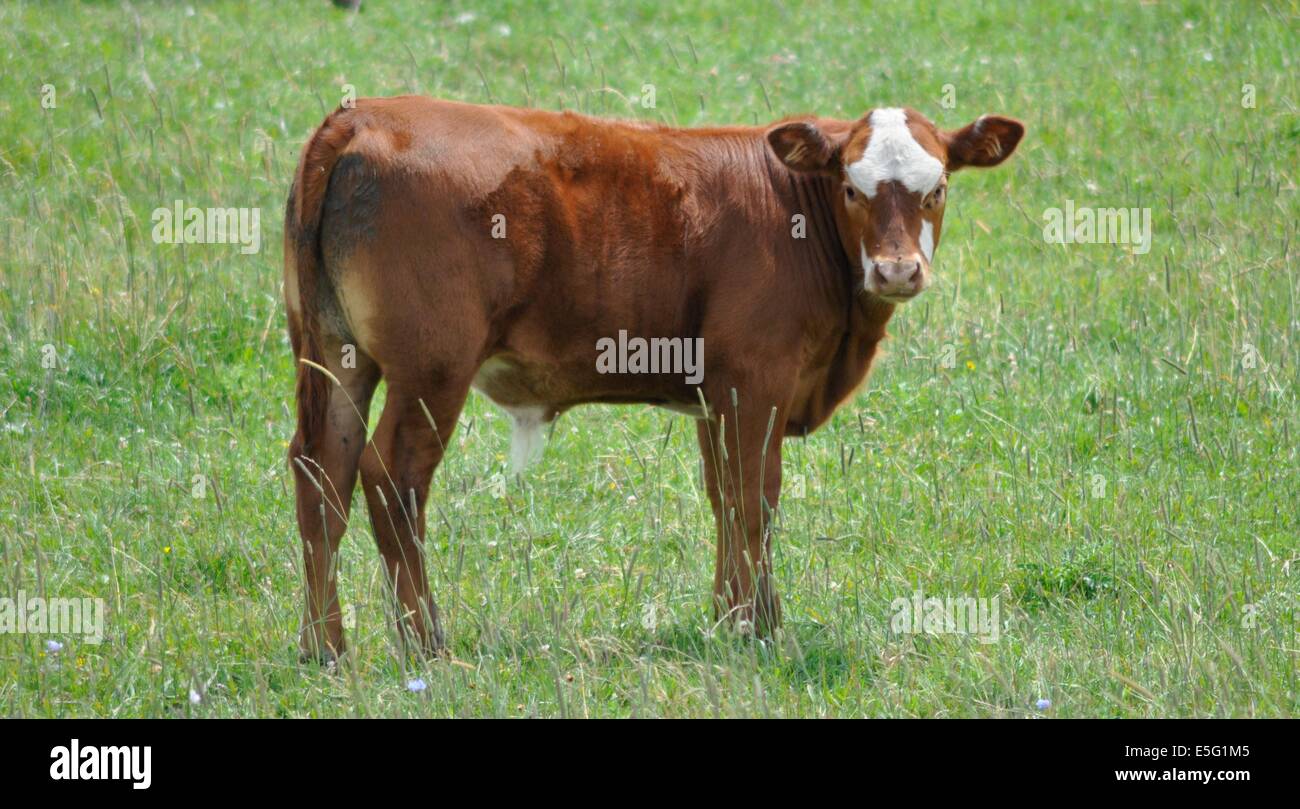 Small calf hi-res stock photography and images - Alamy