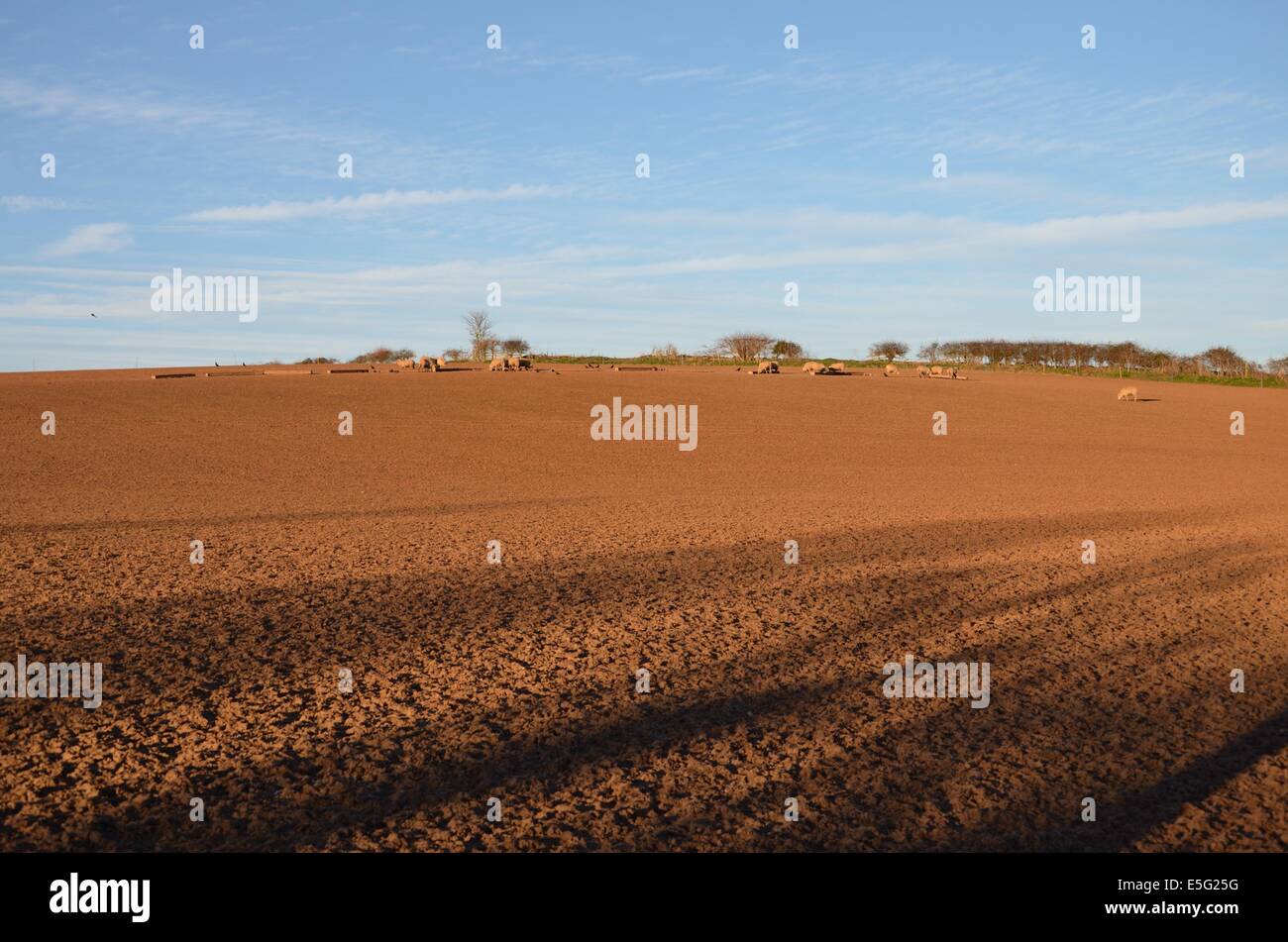 Arable Farm Land With Sheep Stock Photo - Alamy