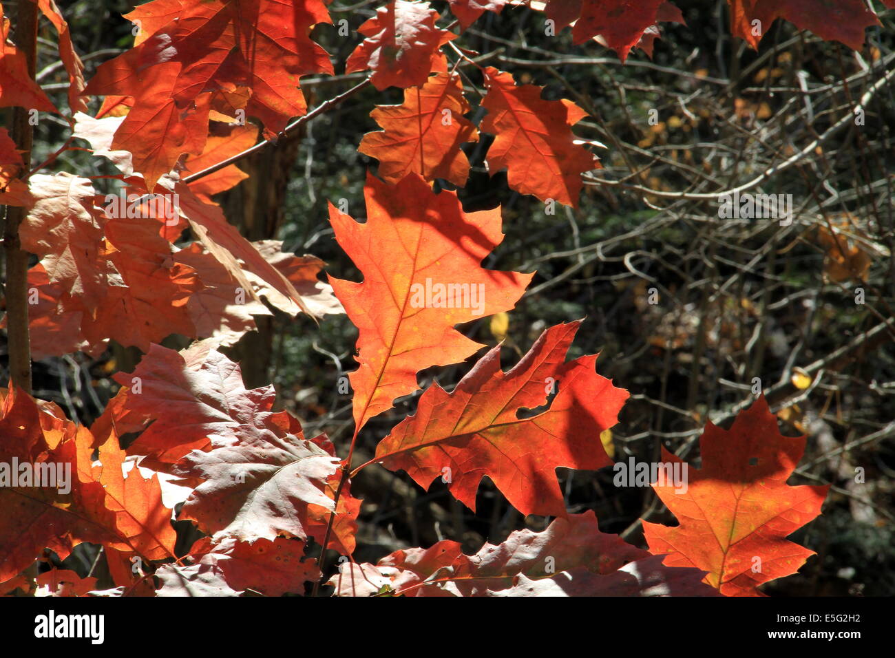 Crimson fall leaves hi-res stock photography and images - Alamy