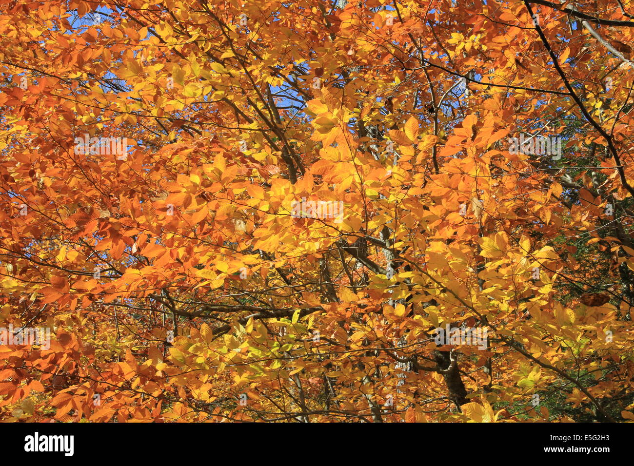 Autumn Gold, October, New York Stock Photo - Alamy