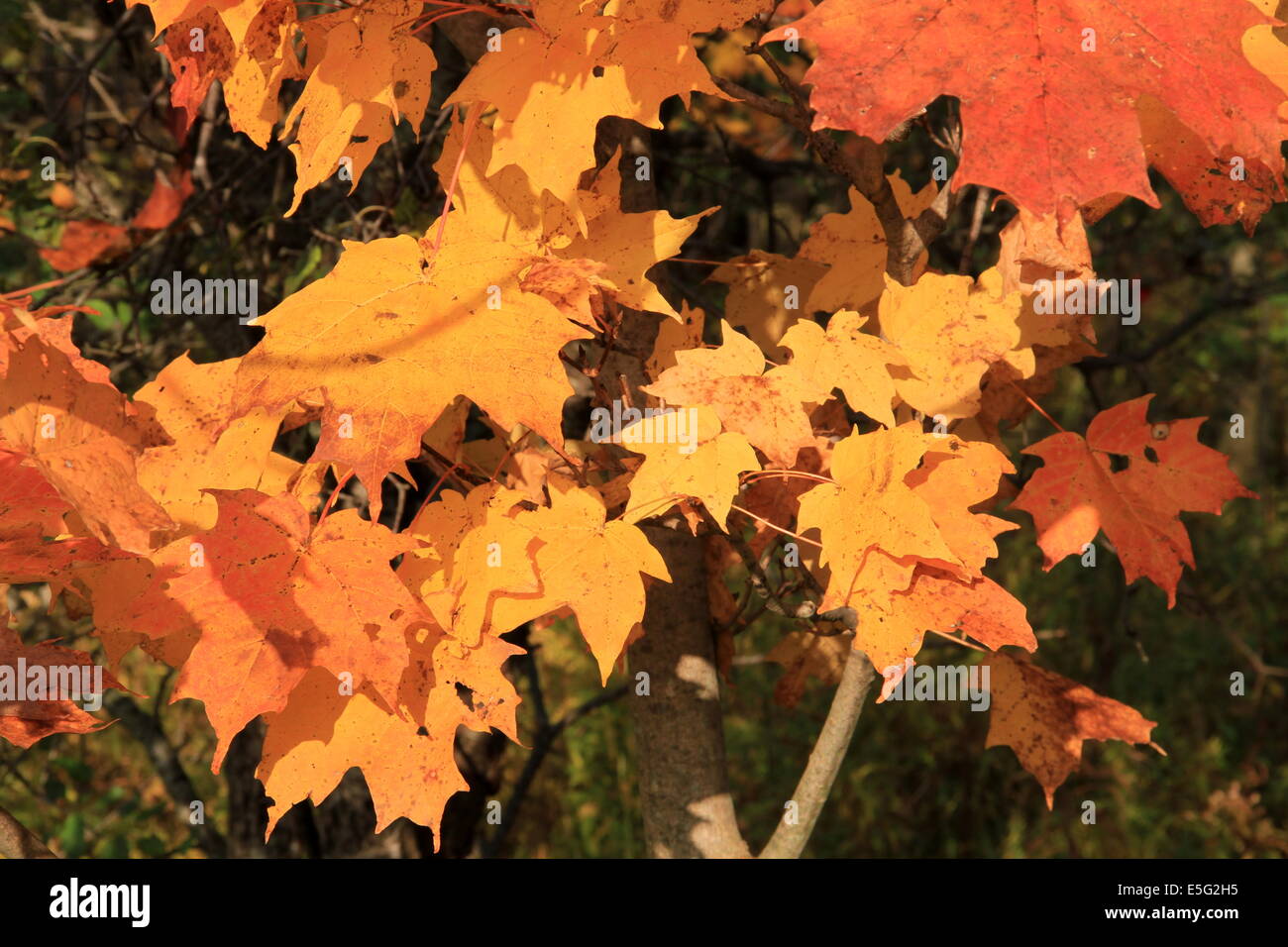 Sugar maple tree new york hi-res stock photography and images - Alamy