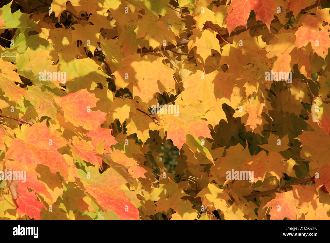 Sugar Maple Tree New York High Resolution Stock Photography and Images ...