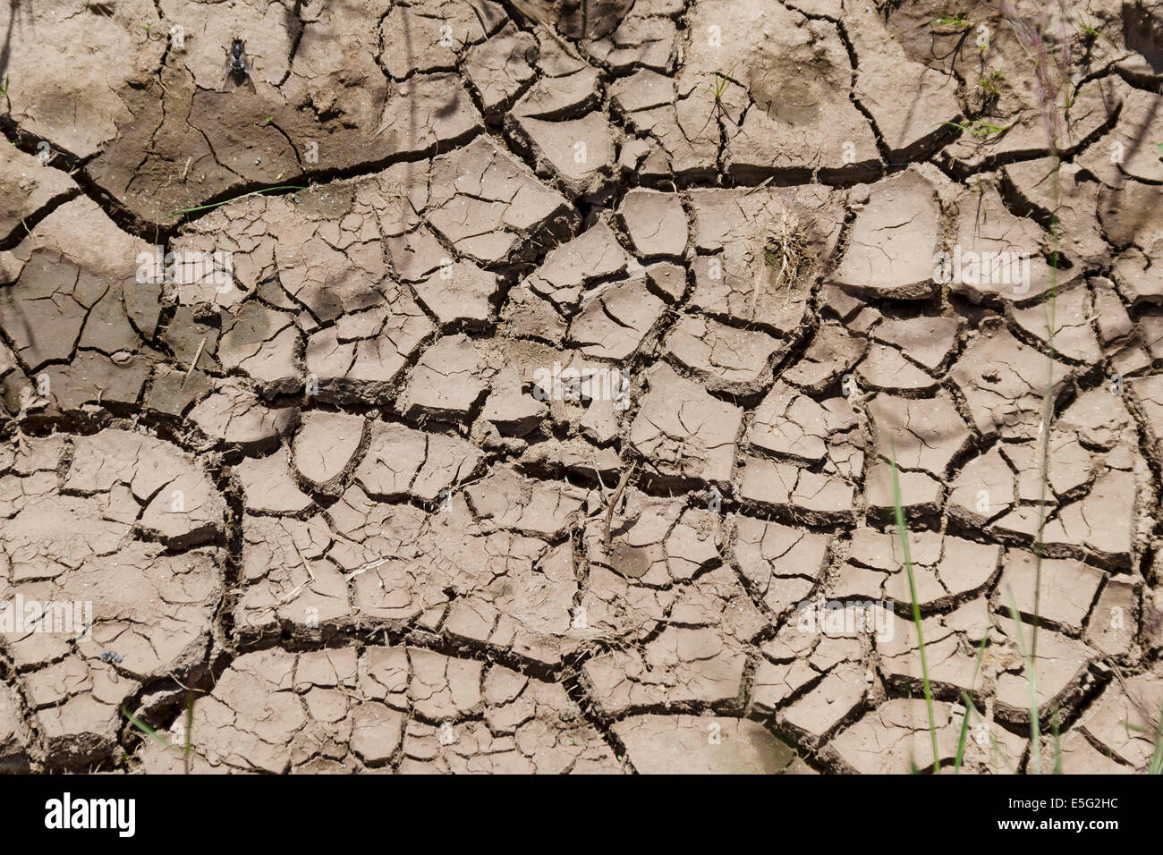 Cracked dry soil at summer in field Stock Photo - Alamy