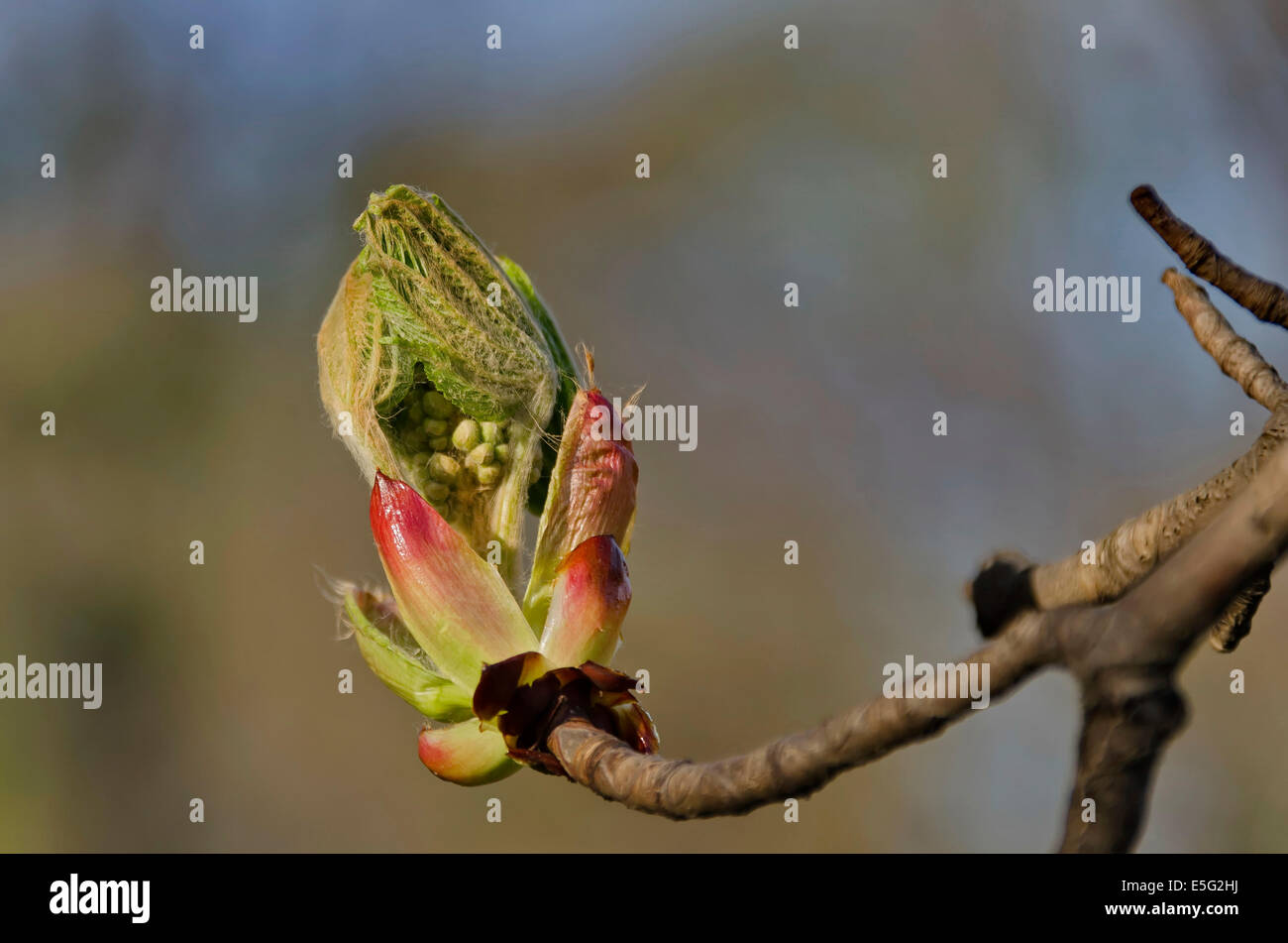 Horse chestnut twig in spring Stock Photo - Alamy