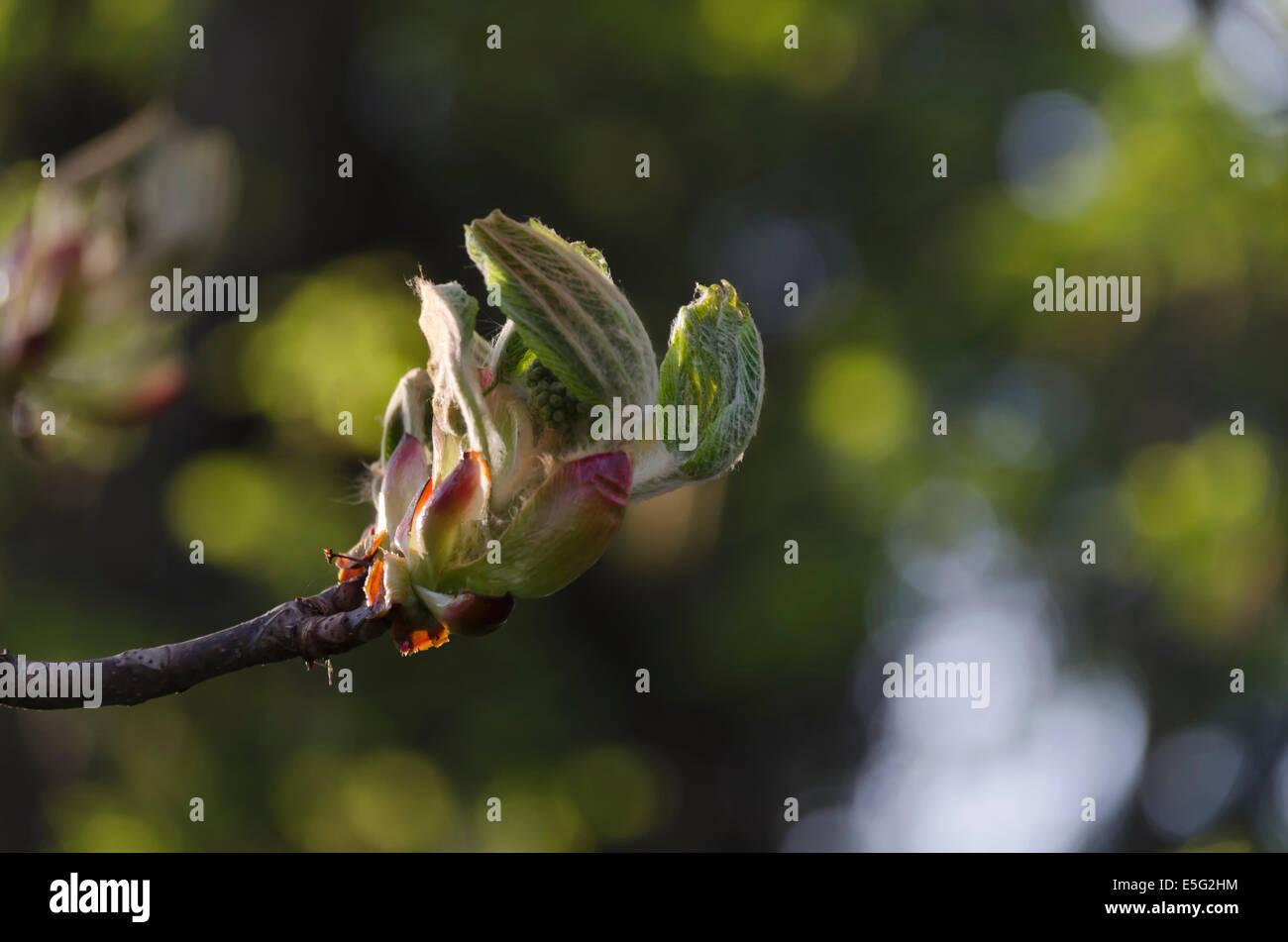 Chestnut twig hi-res stock photography and images - Alamy