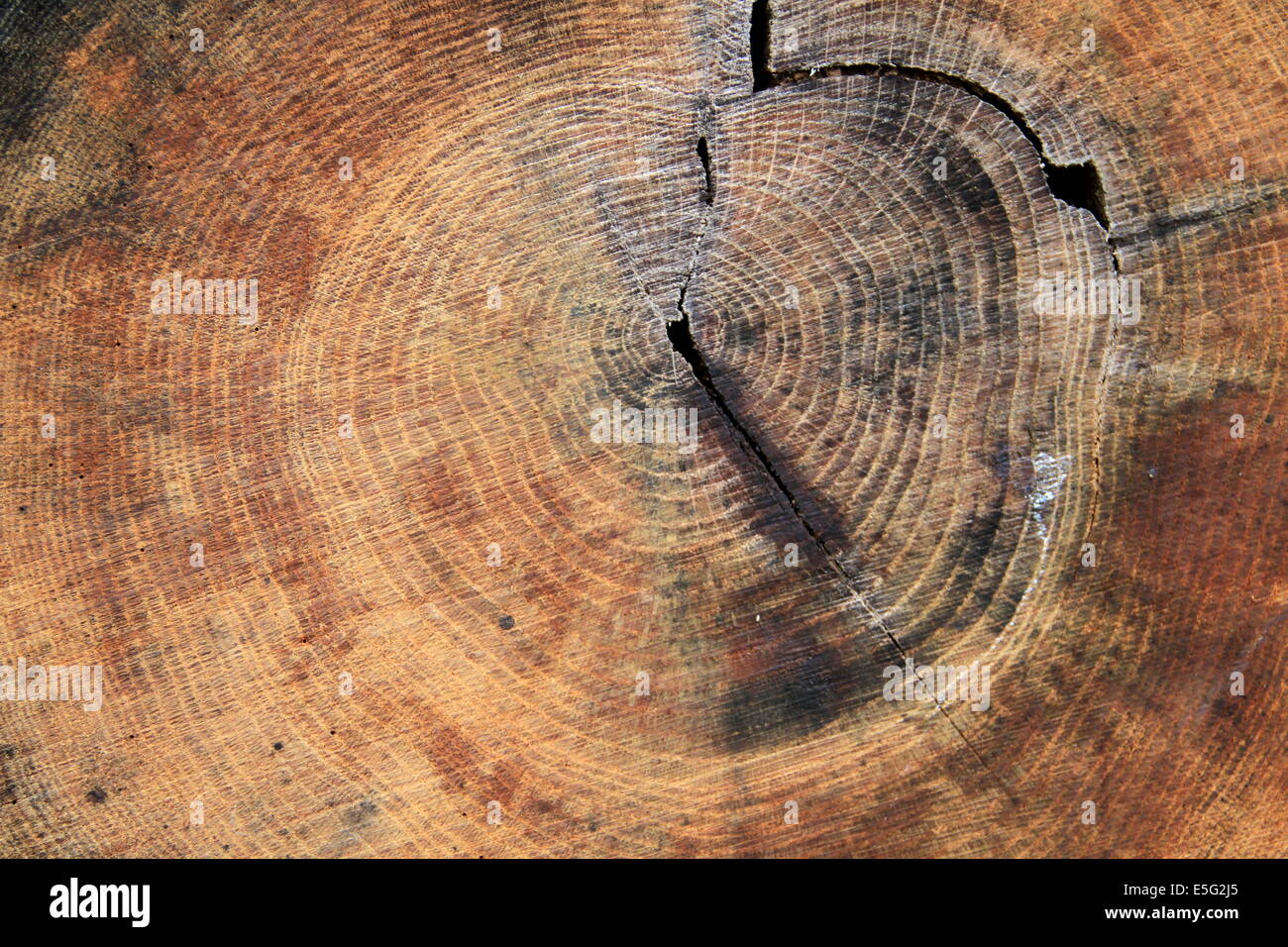 Old growth logging hi-res stock photography and images - Alamy