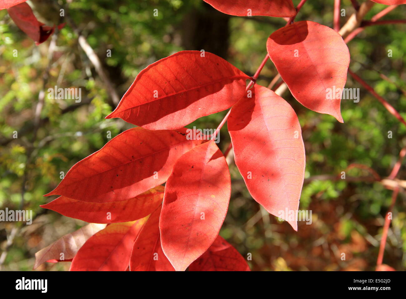 Crimson fall leaves hi-res stock photography and images - Alamy