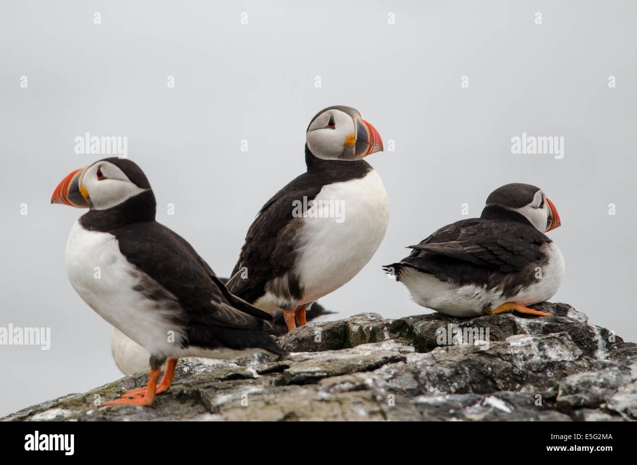 Three atlantic puffins hi-res stock photography and images - Alamy